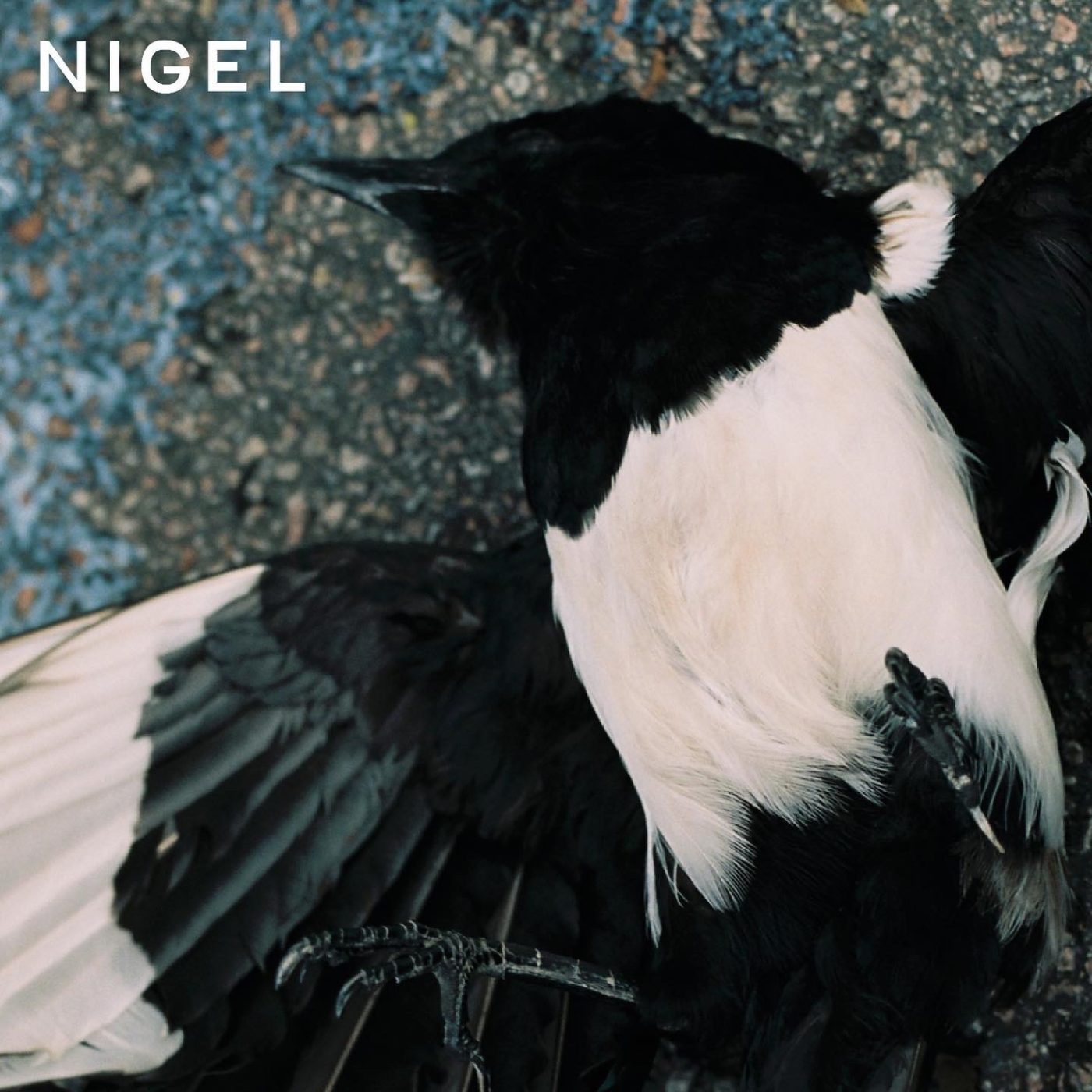 Album Review: Nige – Nigel Needs A Win – Beats Per Minute